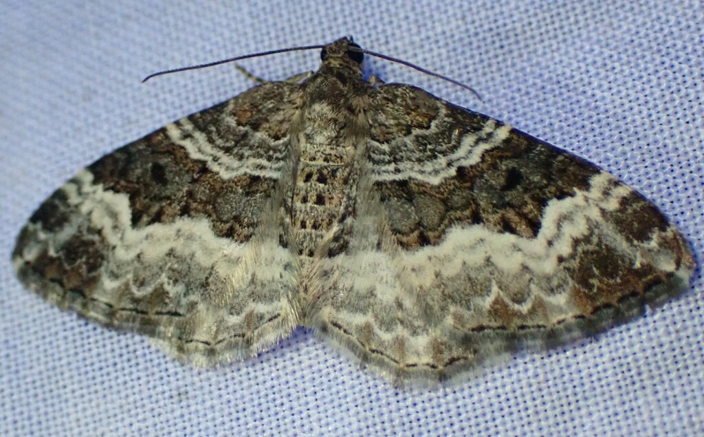 Common Carpet Moth from Sauk County, WI, USA on August 3, 2021 at 10:53 ...
