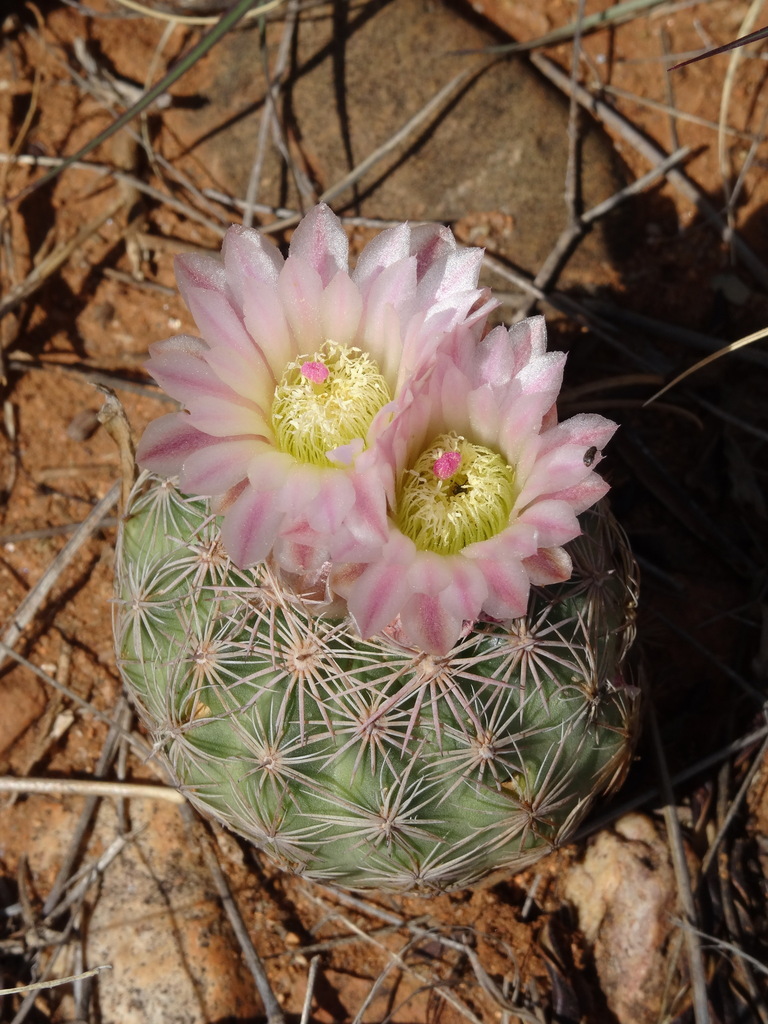 Woven-spine Pineapple Cactus from 5344 S Arabian Dr, Sierra Vista, AZ ...