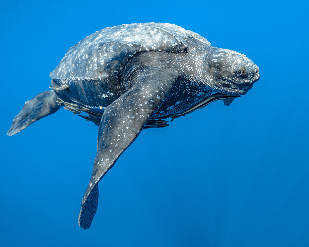 Leatherback Sea Turtle (Dermochelys coriacea) - Marine Life Identification