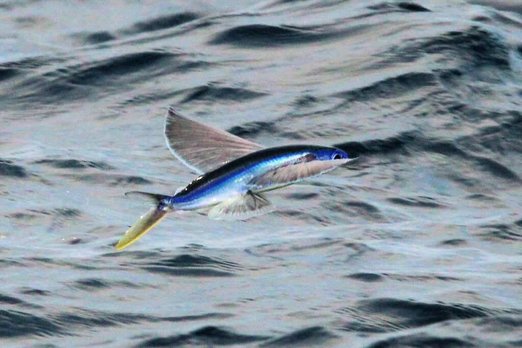 Atlantic Blackwing Flyingfish (Mississippi Saltwater Fish species ...