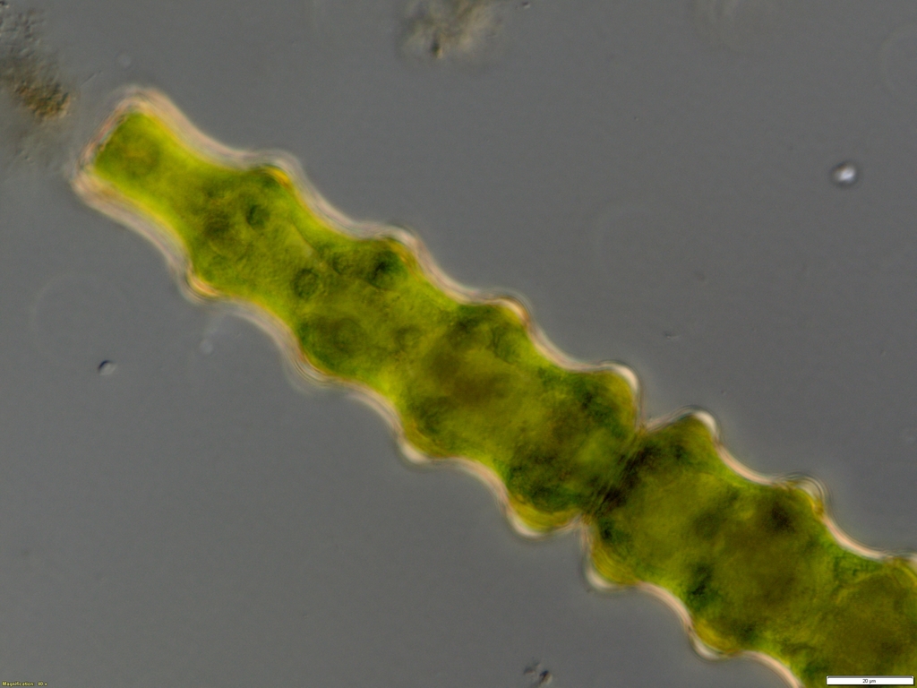 charophyte algae (Charophyta) - Botanical Realm