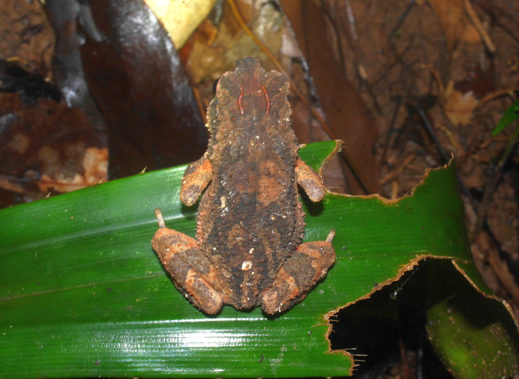 Lesser Toad from Khuekkhak, Takua Pa District, Phang-nga, Thailand on ...