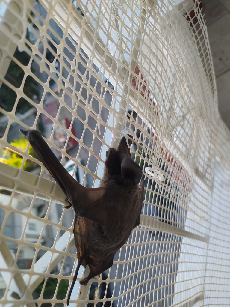 European Free-tailed Bat from Σέρρες, Ελλάδα on October 16, 2022 at 08: ...
