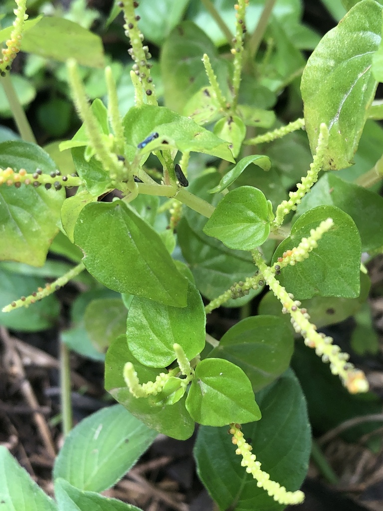 radiator plants from Chiriquí, PA on November 25, 2022 at 09:06 AM by ...