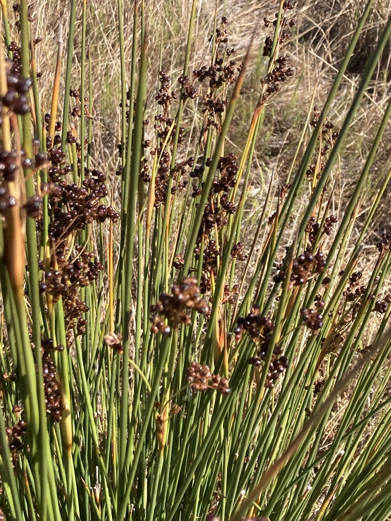 spiny rush from West Coast National Park, West Coast Peninsula, WC, ZA ...