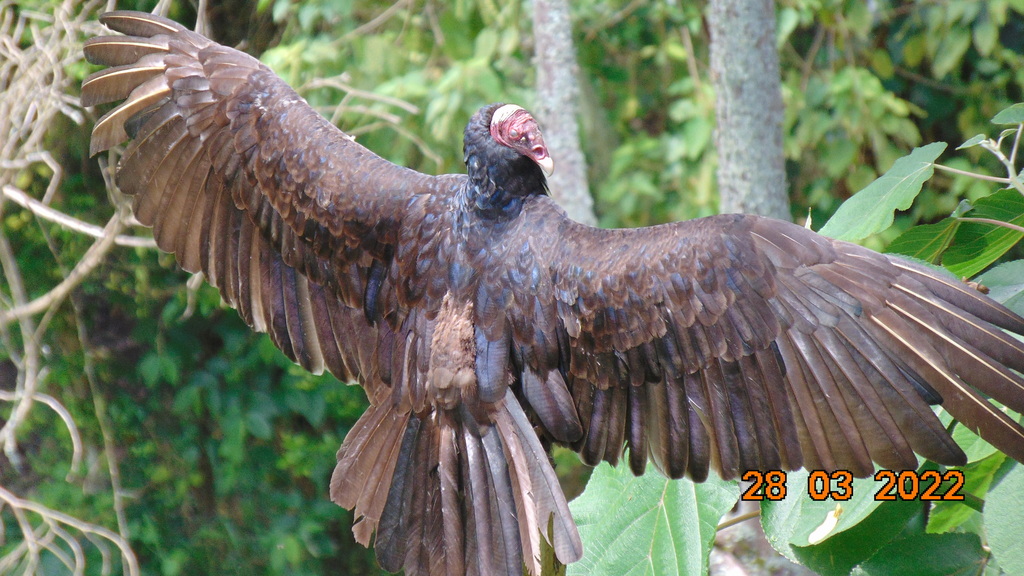 Turkey Vulture from Amagá, Antioquia, Colombia on March 28, 2022 at 06: ...