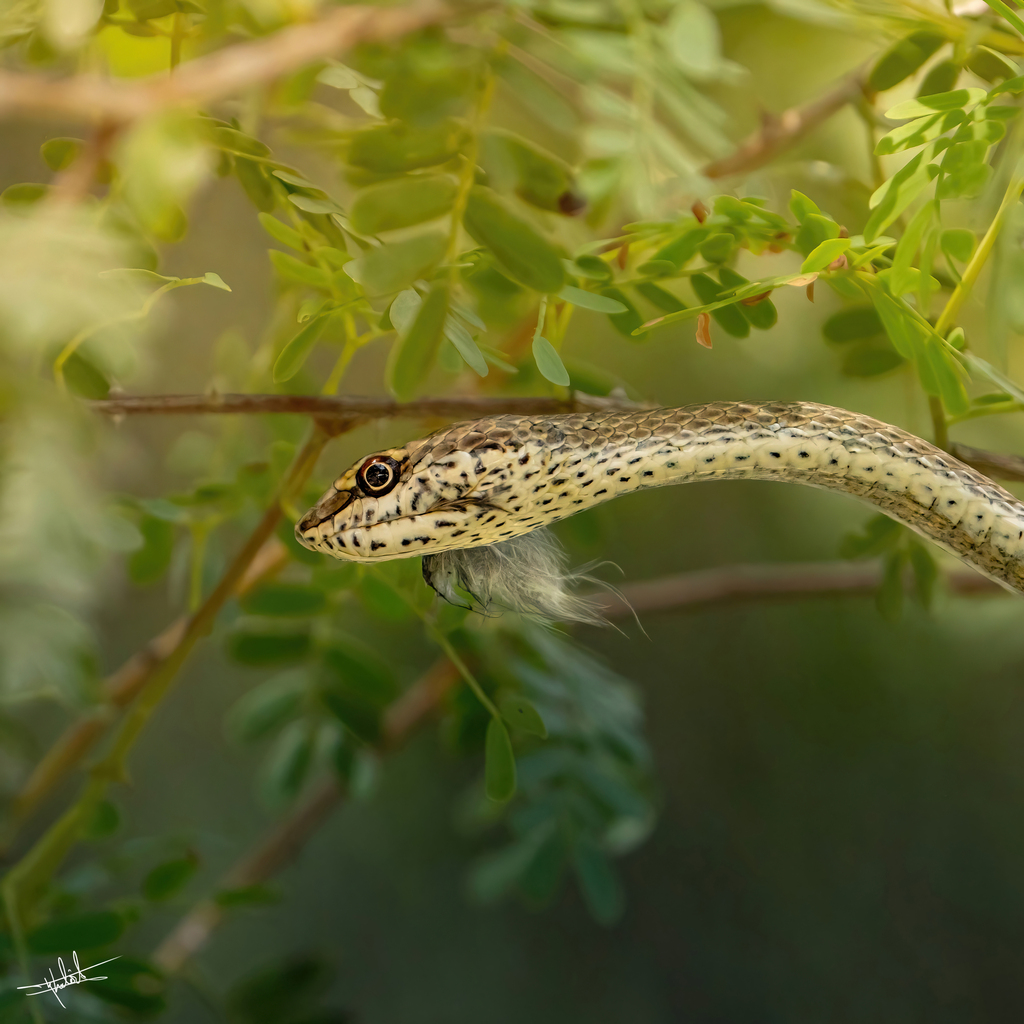Forskal Sand Snake from Mushrif - Dubai - United Arab Emirates on ...