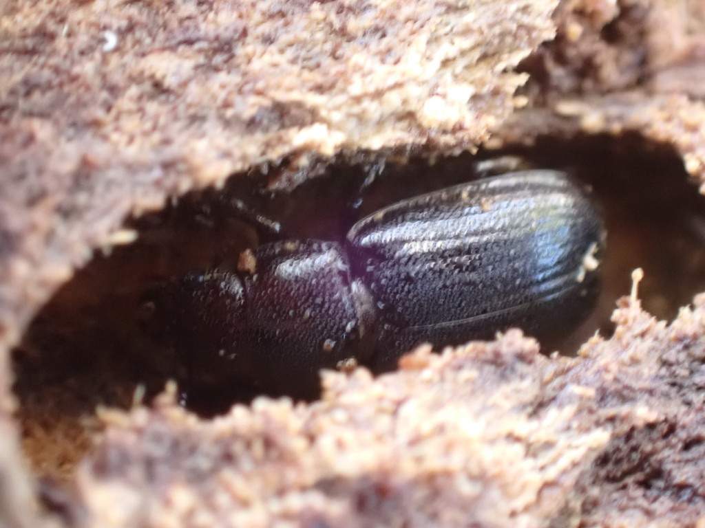 Red-rot Decay Stag Beetle from South Side, Waltham, MA 02453, USA on ...