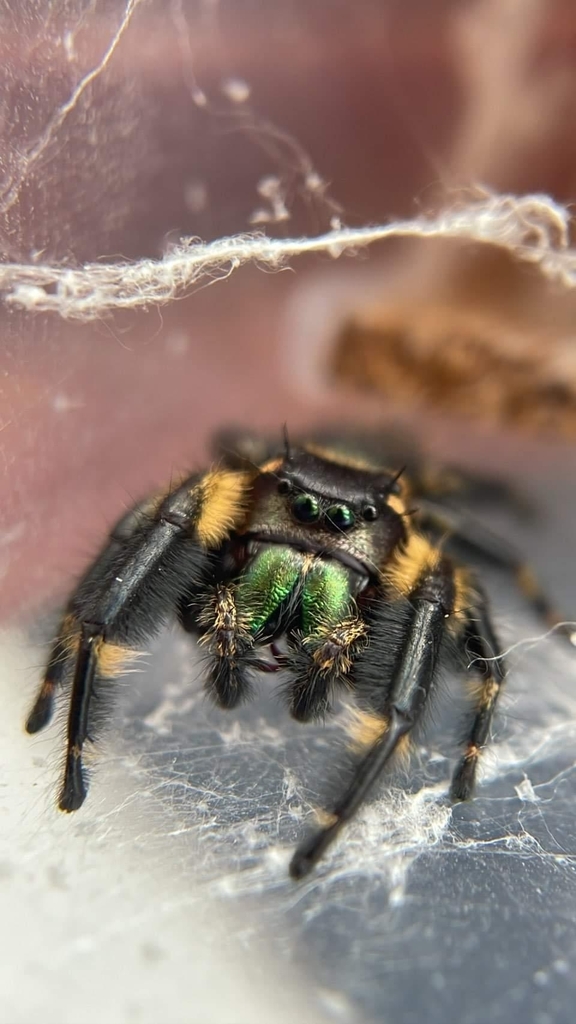 canopy jumping spider from Highlands County by jumping_arachnids. ℍ𝕒𝕕𝕖𝕤 ...