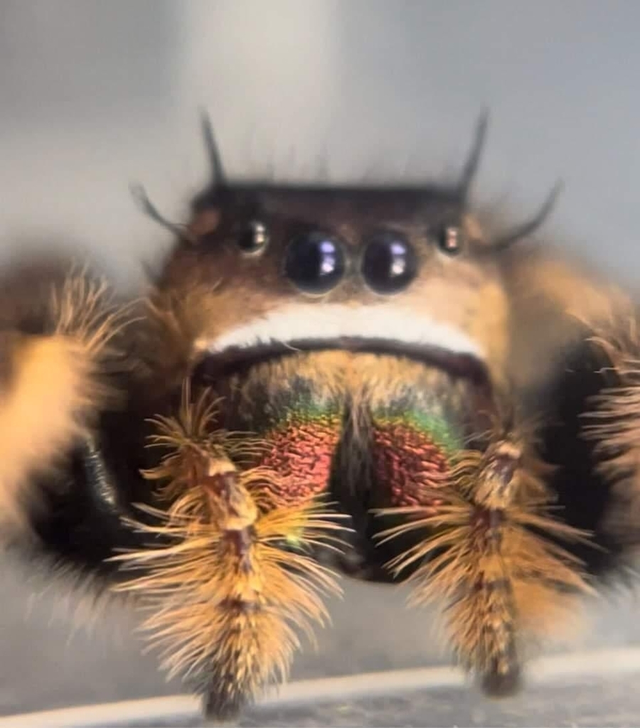 canopy jumping spider from Highlands County by jumping_arachnids ...