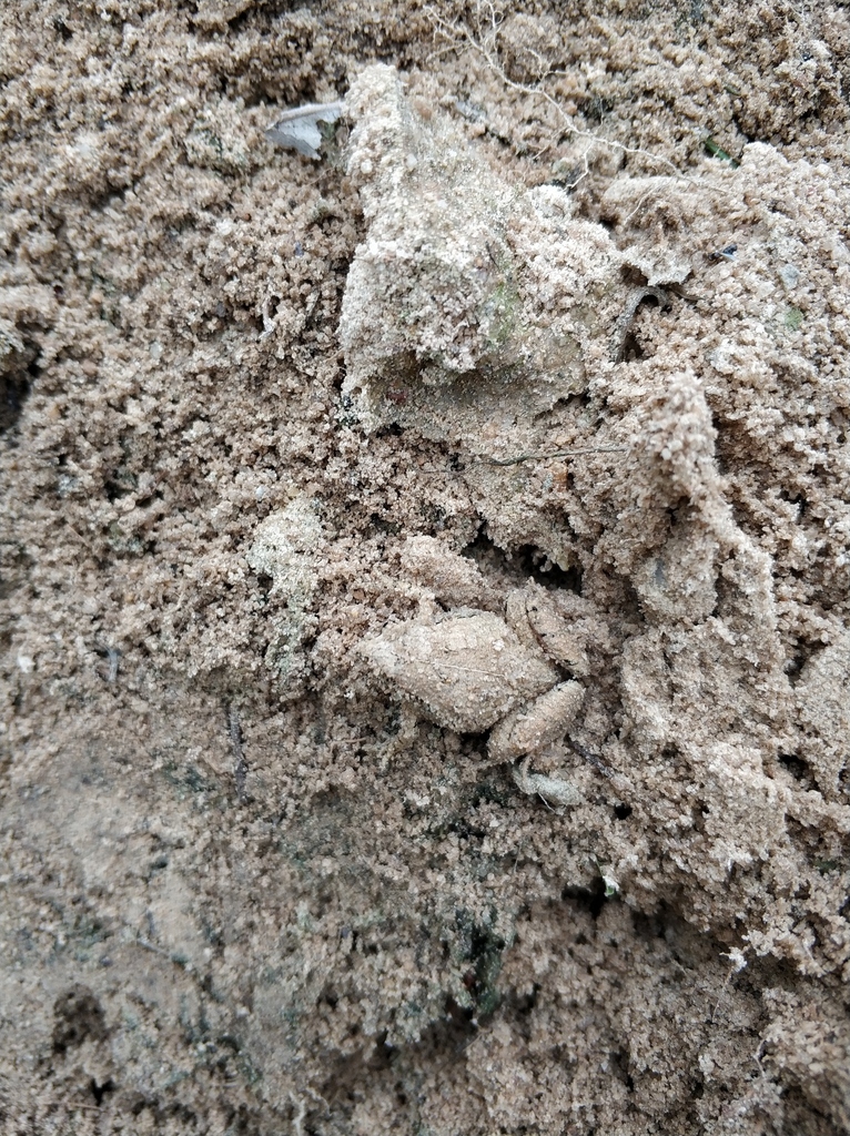Rice Frogs from 中国广东省湛江市廉江市 on April 4, 2019 at 10:19 AM by ...