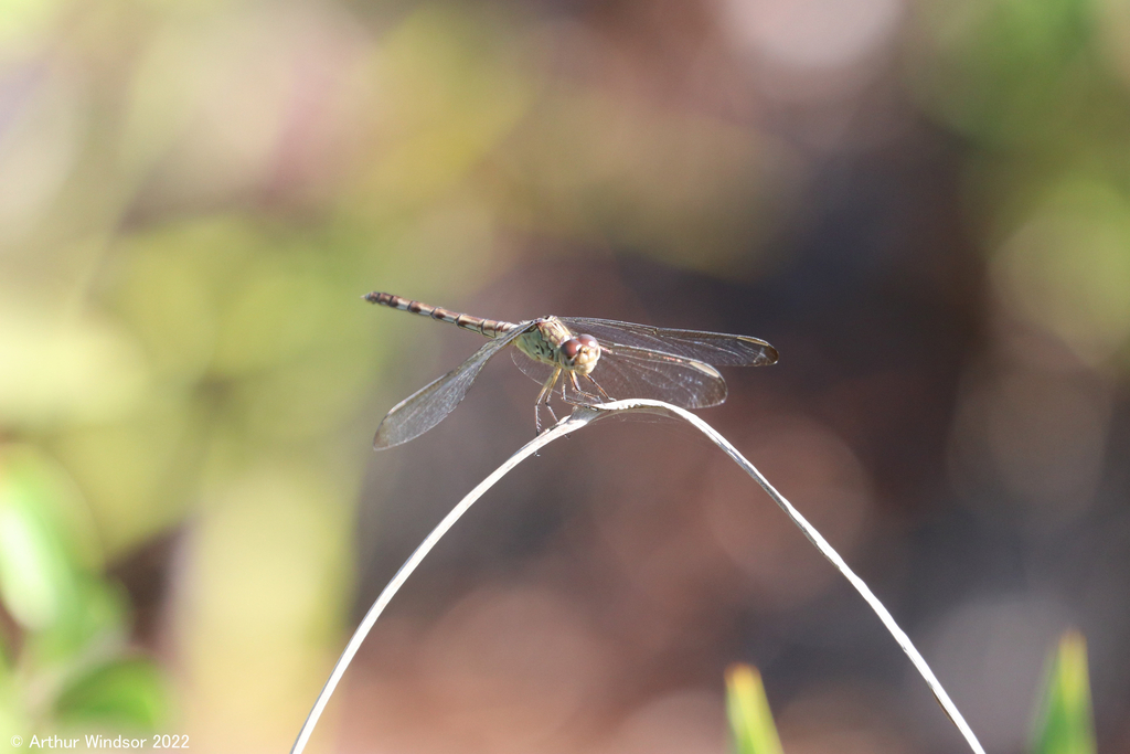 Band-winged Dragonlet from Royal Palm Beach Pines Natural Area, FL, USA ...