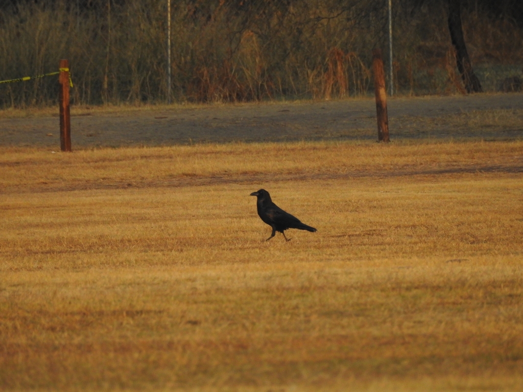 Common Raven from Canal De Sardeneta Y Calle Cuenca Florida, 37696 Gto ...