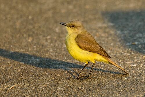 Subespecies Machetornis rixosa rixosa · iNaturalist Mexico