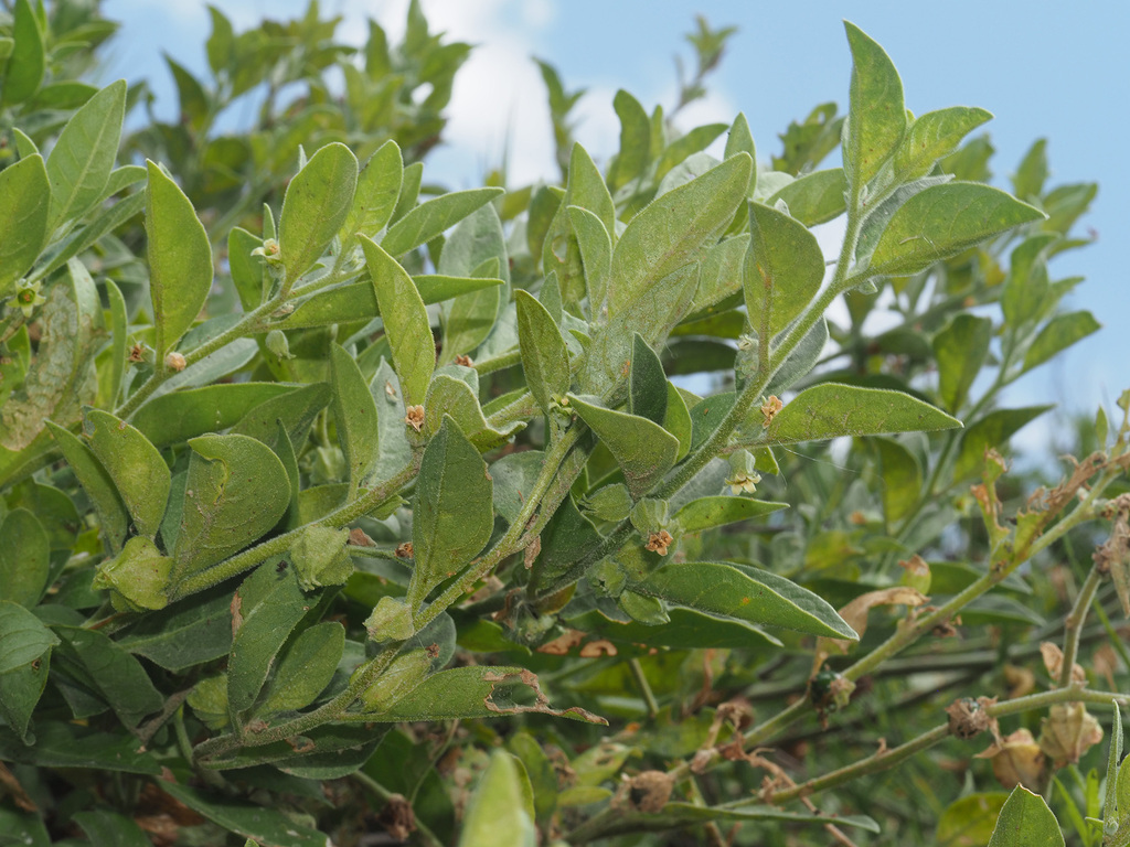 Rennet from Amajuba, KwaZulu-Natal, South Africa on February 15, 2022 ...