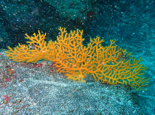 Leptogorgia capverdensis · iNaturalist