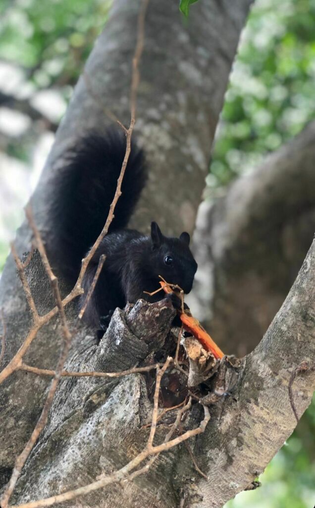 Variegated Squirrel from 2FF9+G8J, Panamá on November 25, 2022 at 10:09 ...