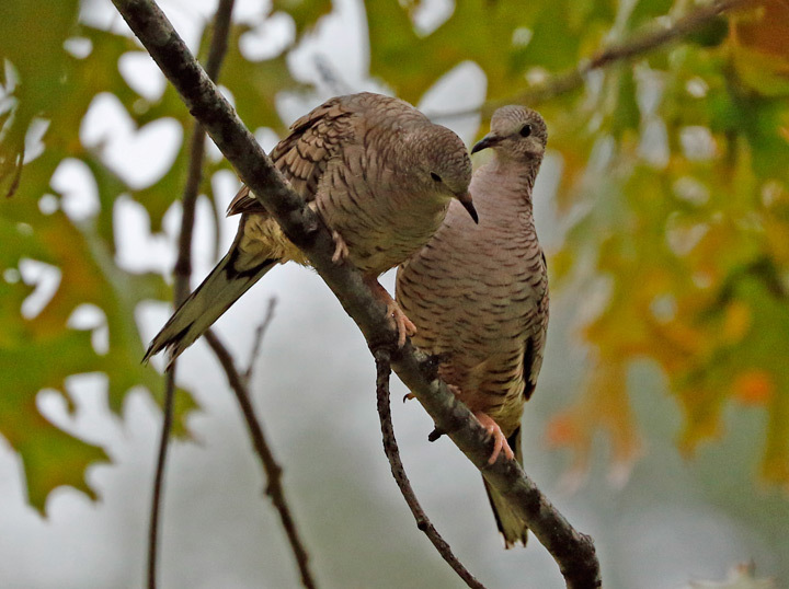 Inca Dove from Hills of Hays, San Marcos, TX 78666, USA on November 24 ...