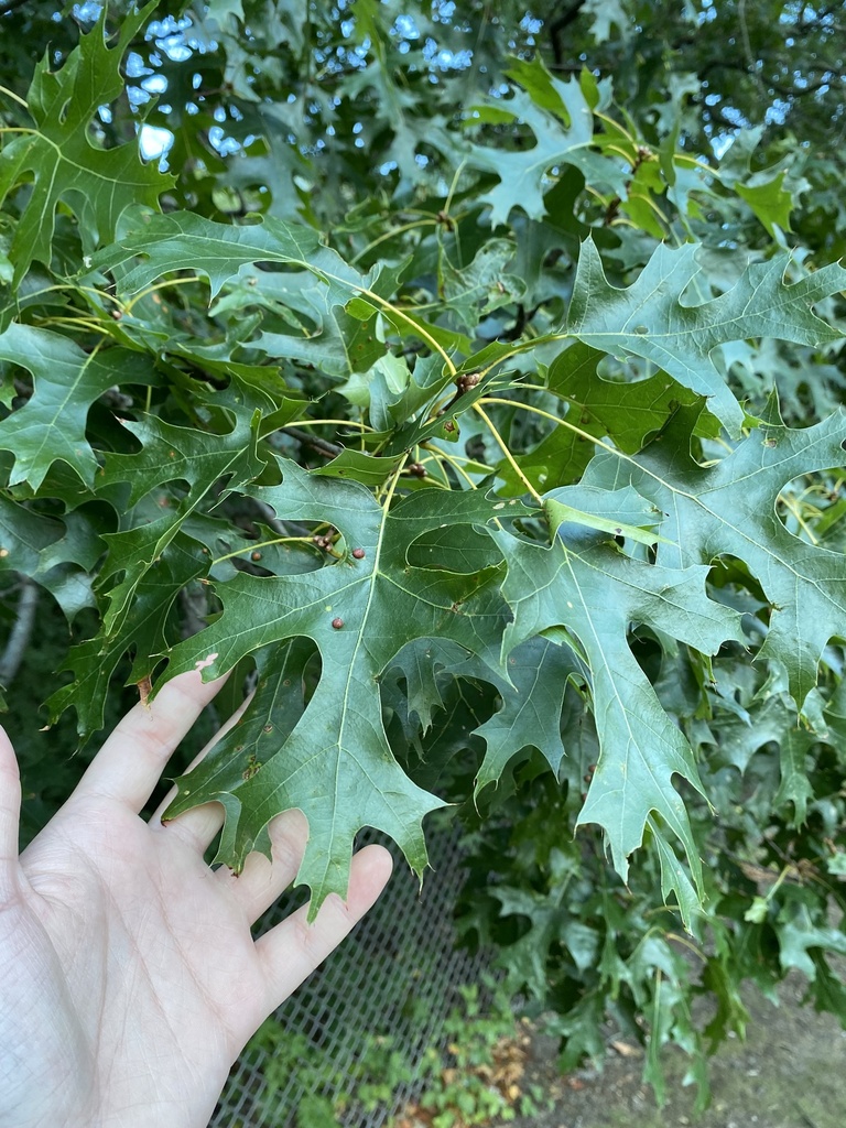 scarlet oak from Long Island, Wantagh, NY, US on August 2, 2022 at 07: ...