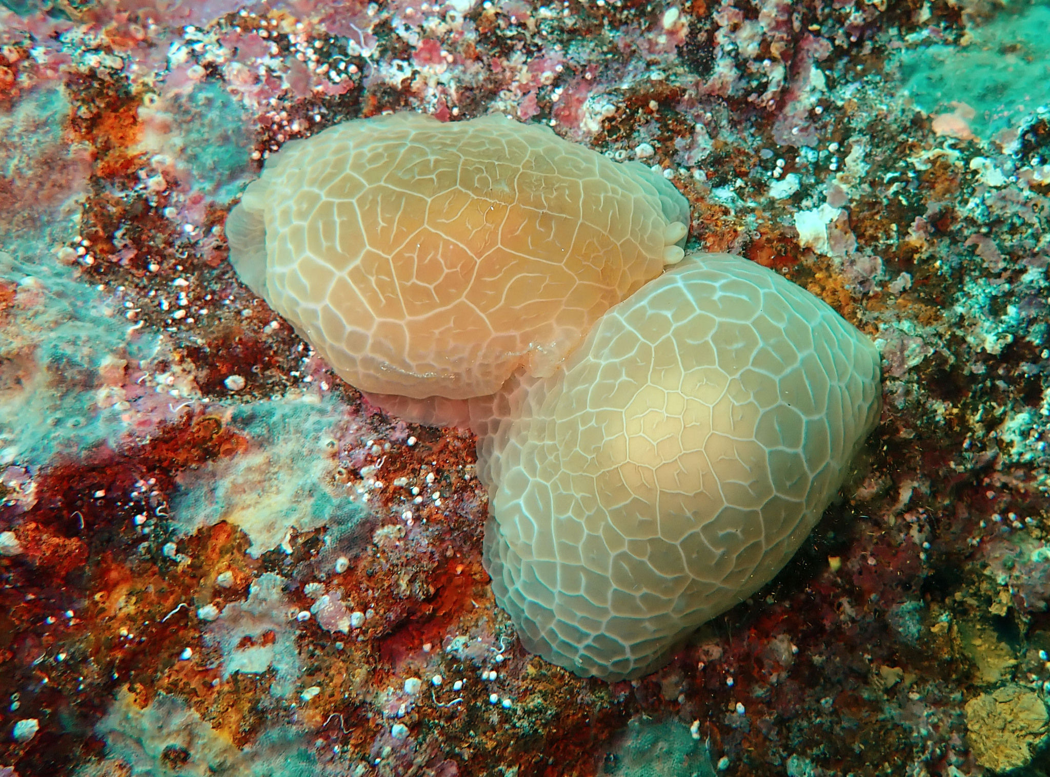 Pleurobranchus reticulatus Rang, 1832