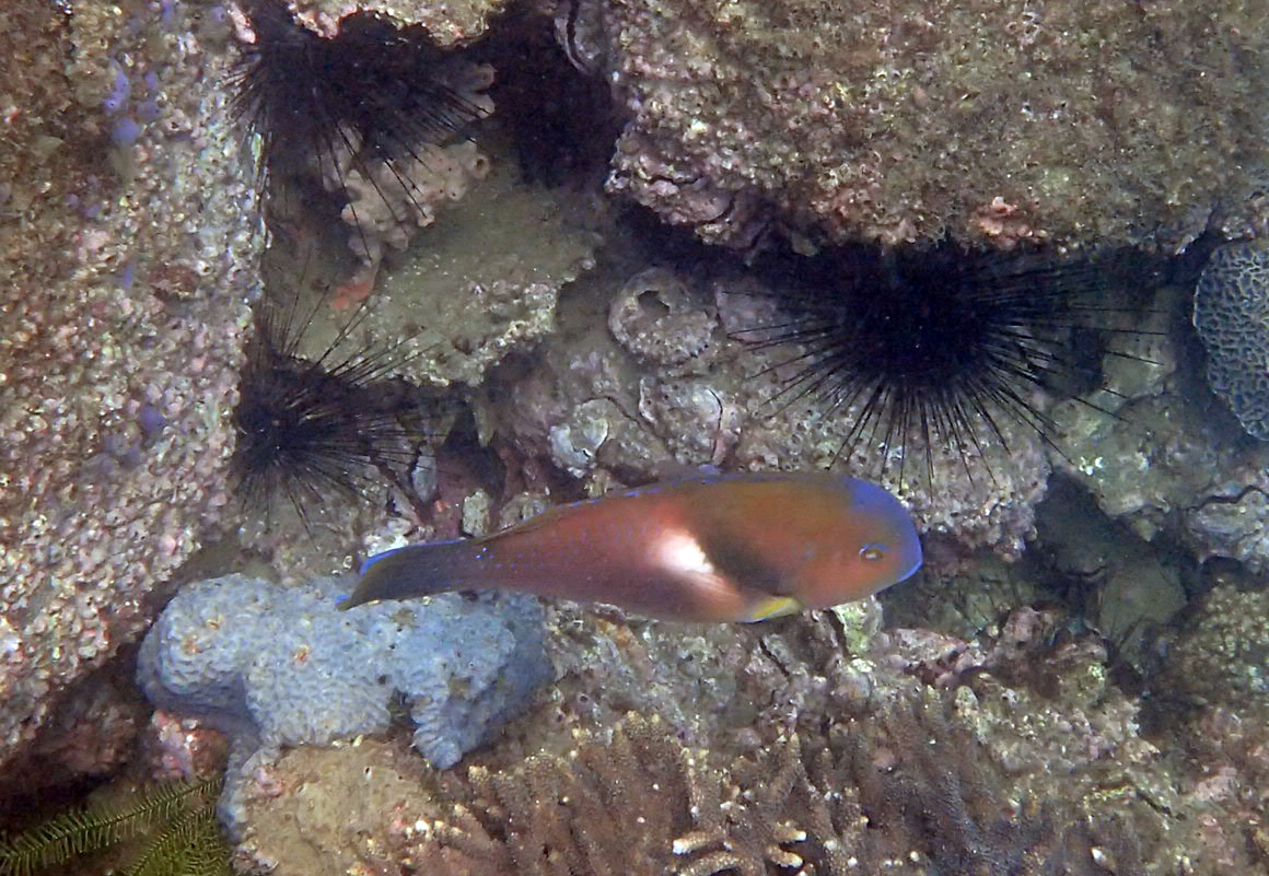 Choerodon azurio (Jordan & Snyder, 1901)