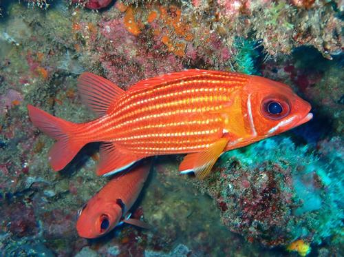 Sargocentron hastatum · iNaturalist Mexico