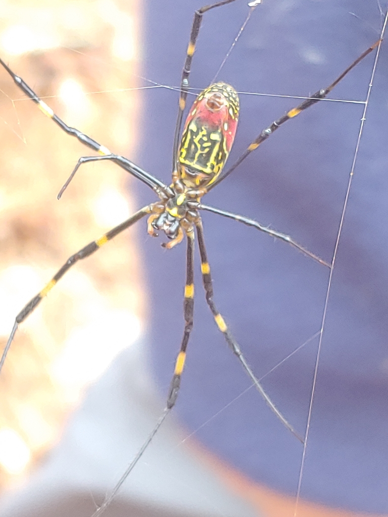 Joro Spider from Fort Yargo State Park on November 25, 2022 at 11:22 AM ...