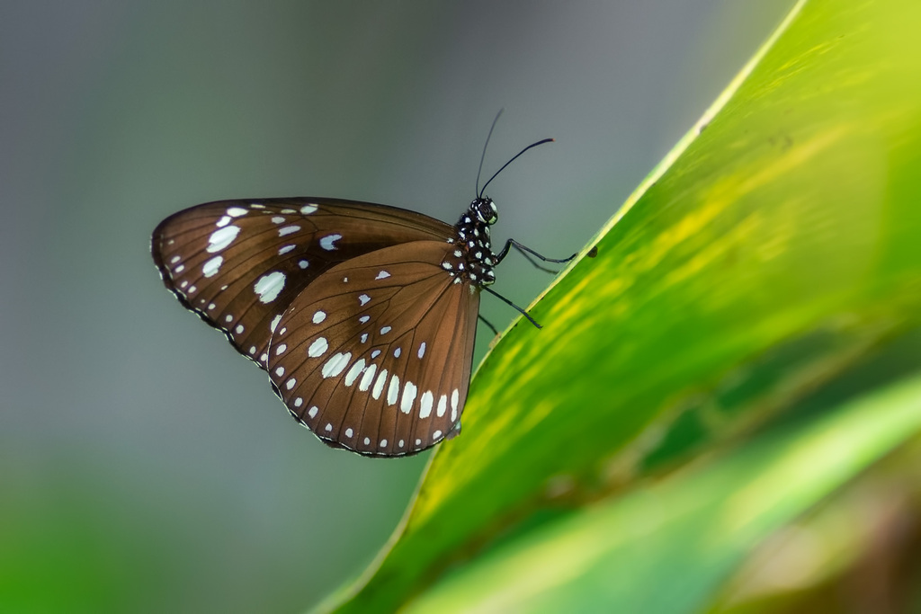 Common Crow Butterfly from Gianyar Regency, Bali, Indonesia on November ...