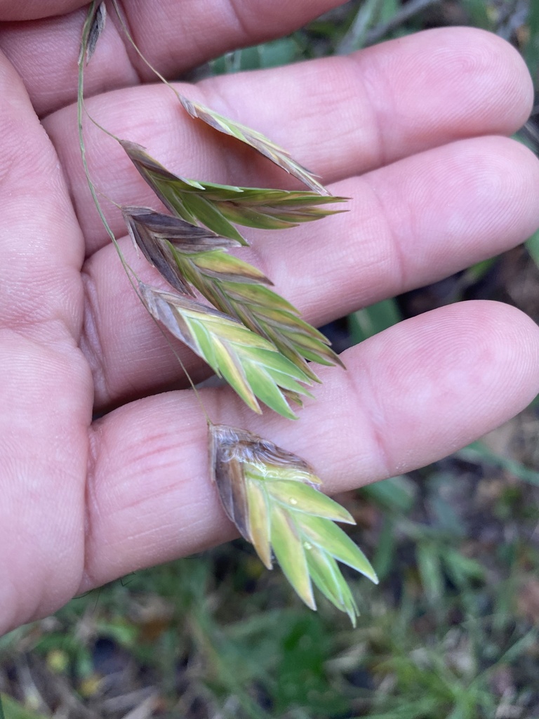inland wood oats from River Legacy Park, Arlington, TX, US on November ...