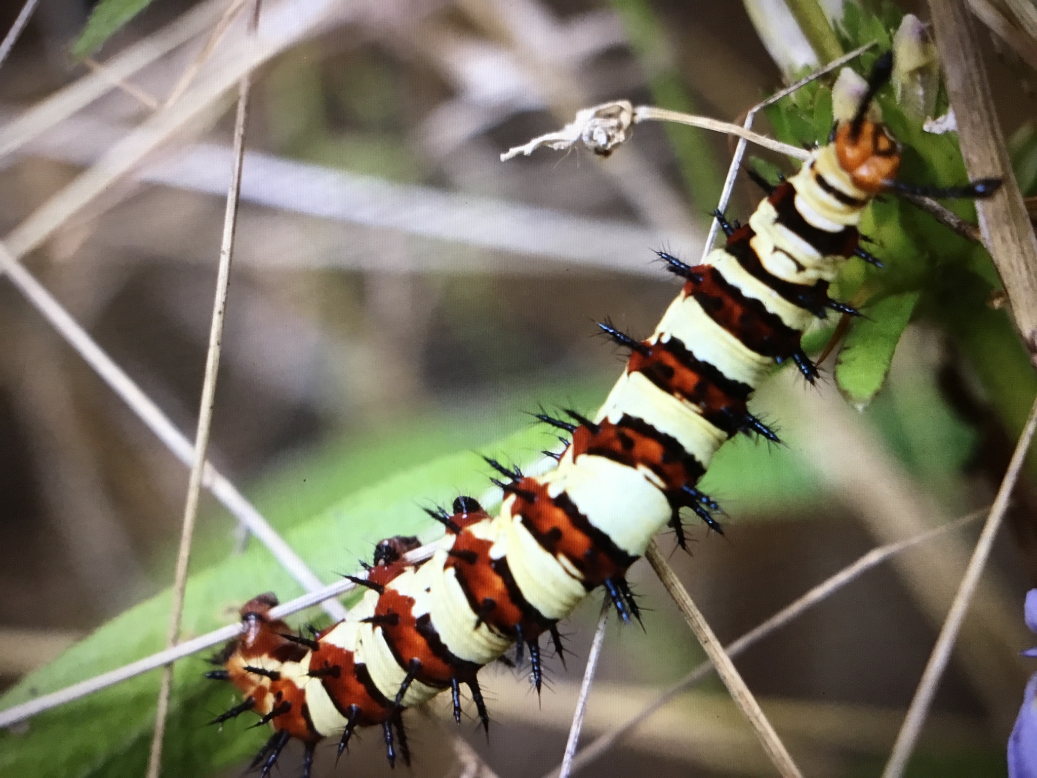 Catacroptera Karsch, 1894