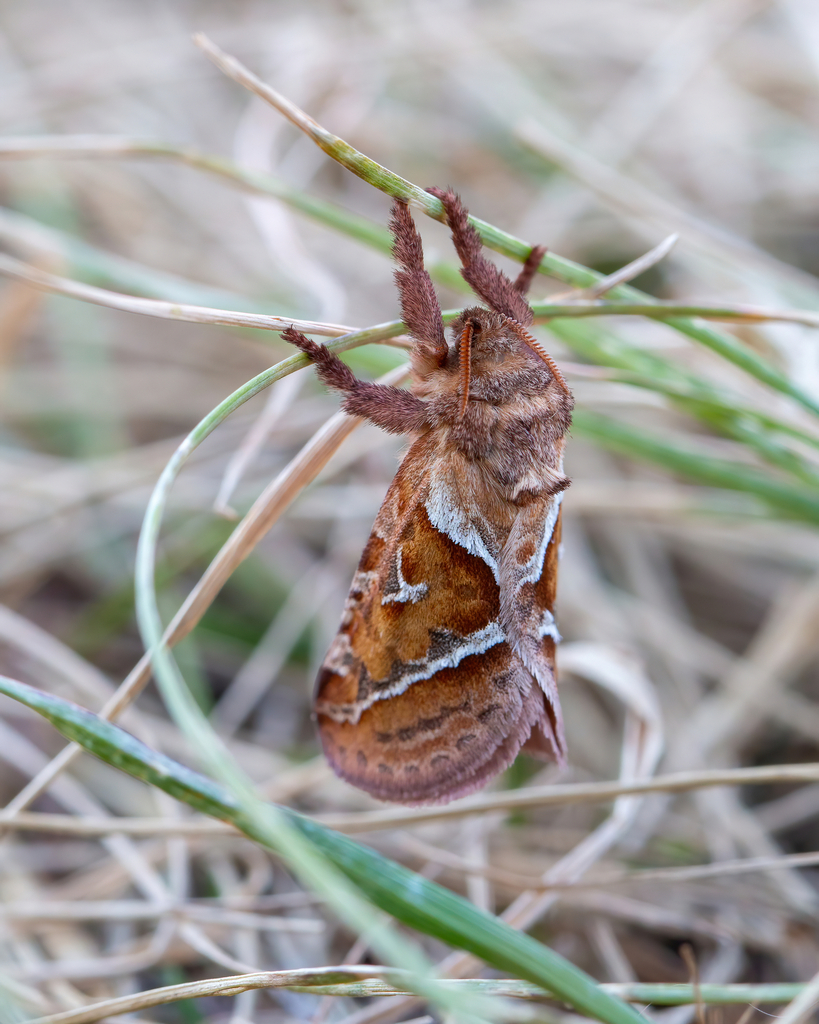 Orange Swift from Kaslinskiy rayon, Chelyabinsk, Russia on August 4 ...