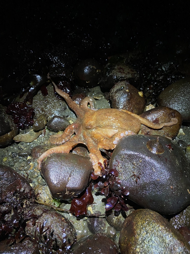 East Pacific Red Octopus from The Narrows, Tacoma, WA, US on November ...
