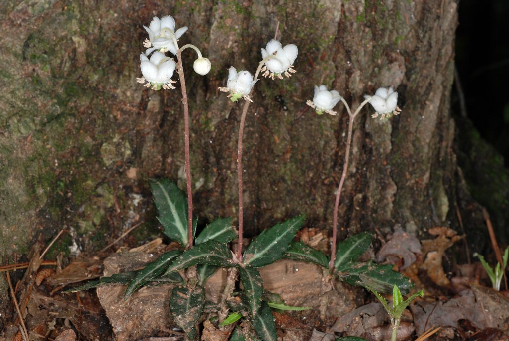 monotropes (Monotropoideae) - Botanical Realm