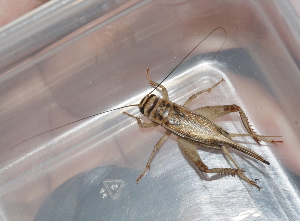 Acheta domesticus (Orthoptera (crickets and grasshoppers) of the Chagos ...