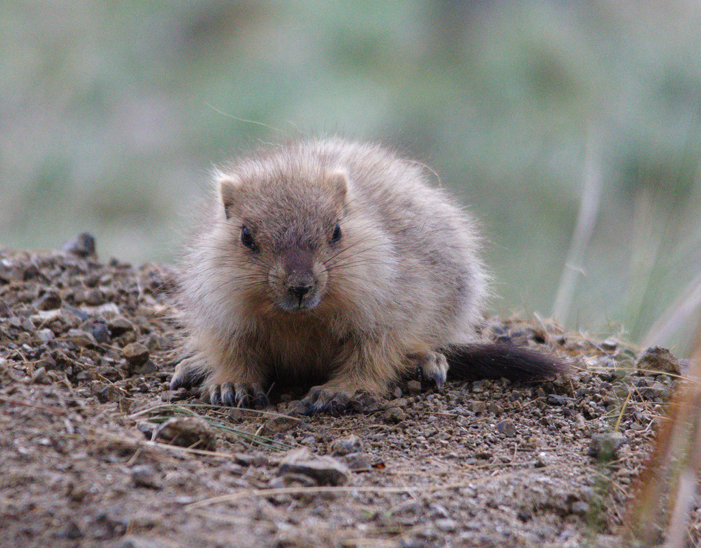 Tarbagan Marmot (Marmota sibirica) - Know Your Mammals