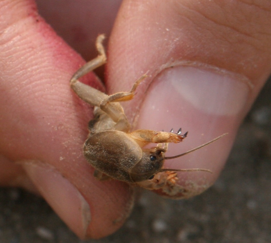 Gryllotalpa orientalis (Orthoptera (crickets and grasshoppers) of the ...