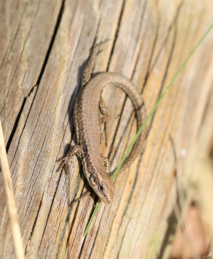 Common Wall Lizard from Gonfreville-l'Orcher, France on November 25 ...