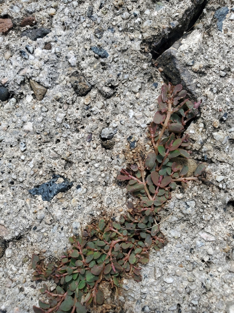 Red Caustic-creeper from 6XP2+C78, Caguas, 00725, Puerto Rico on ...