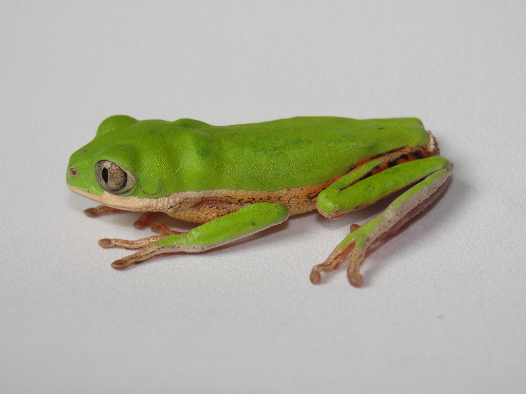 Phyllomedusa hypochondrialis (Anfibios de (Amphibians of) Sabanalarga ...