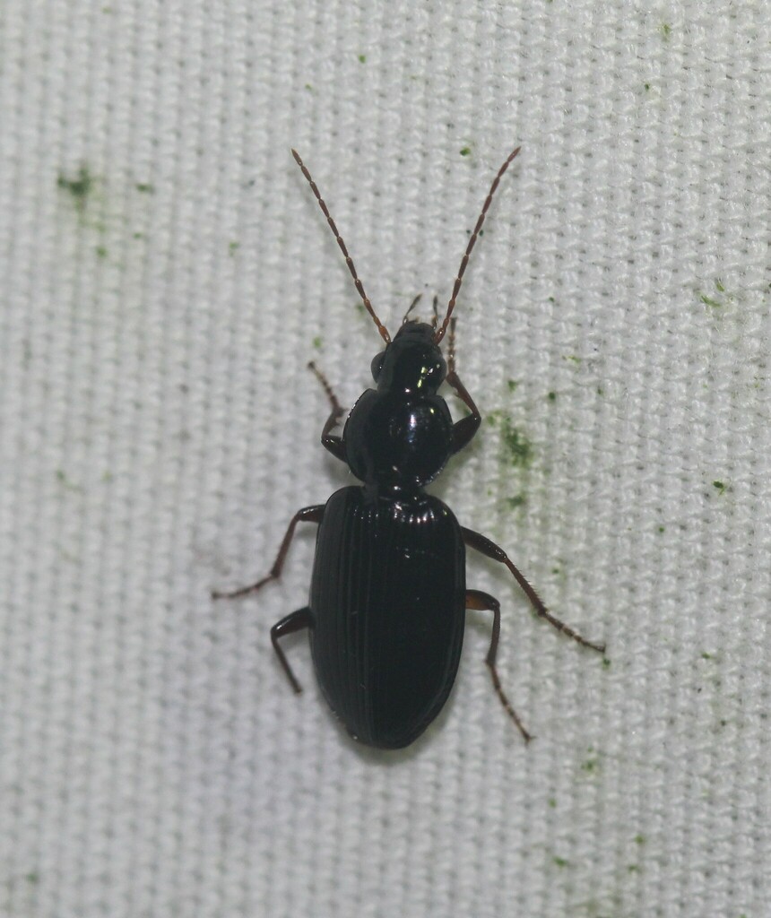 Agonum punctiforme from South Side, Corpus Christi, TX, USA on November ...