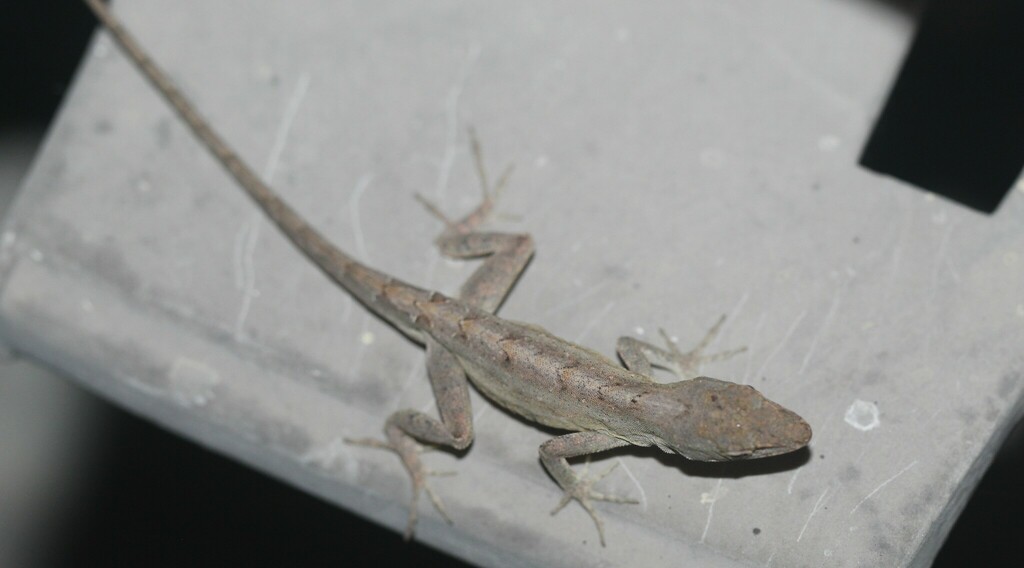 Brown Anole from South Side, Corpus Christi, TX, USA on November 24 ...
