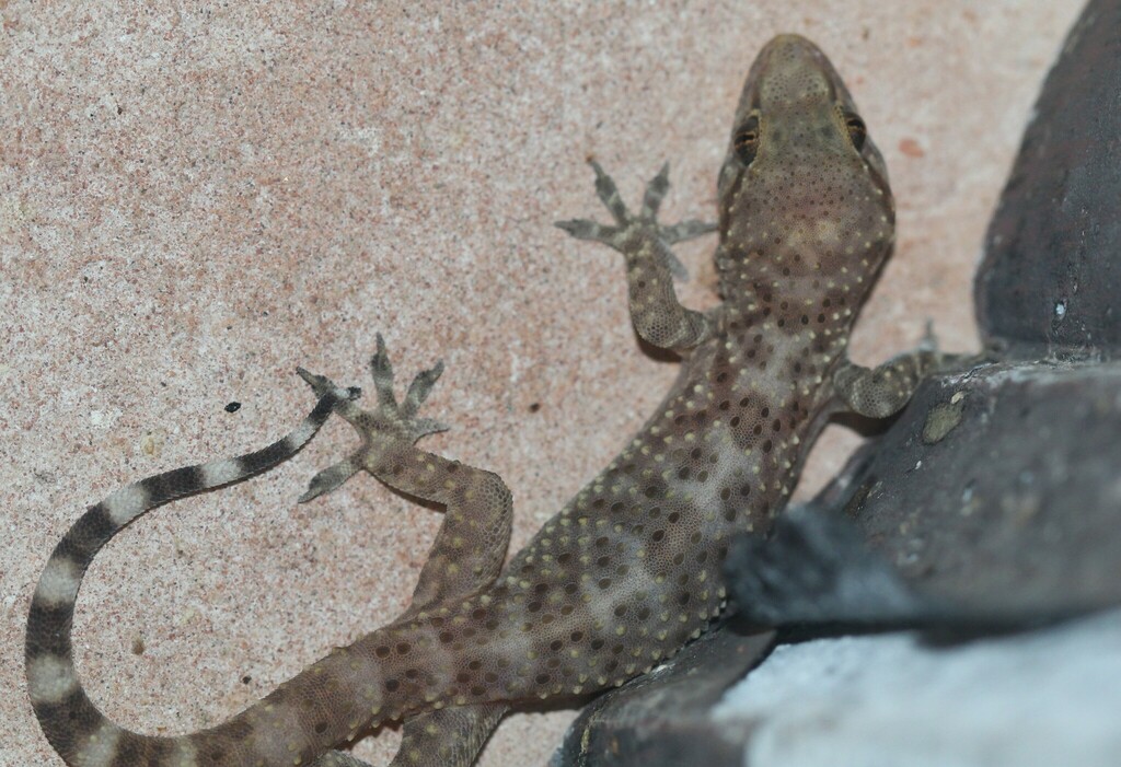 Mediterranean House Gecko from South Side, Corpus Christi, TX, USA on ...