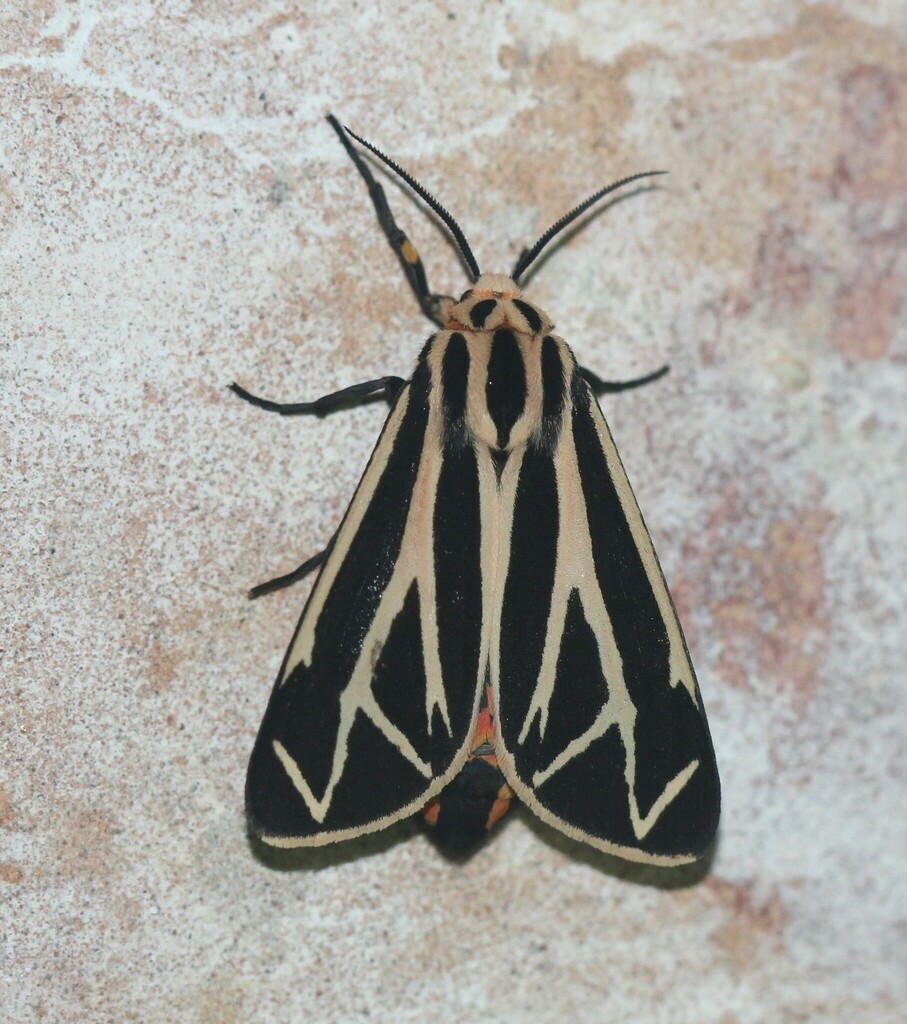 Harnessed Tiger Moth from South Side, Corpus Christi, TX, USA on ...