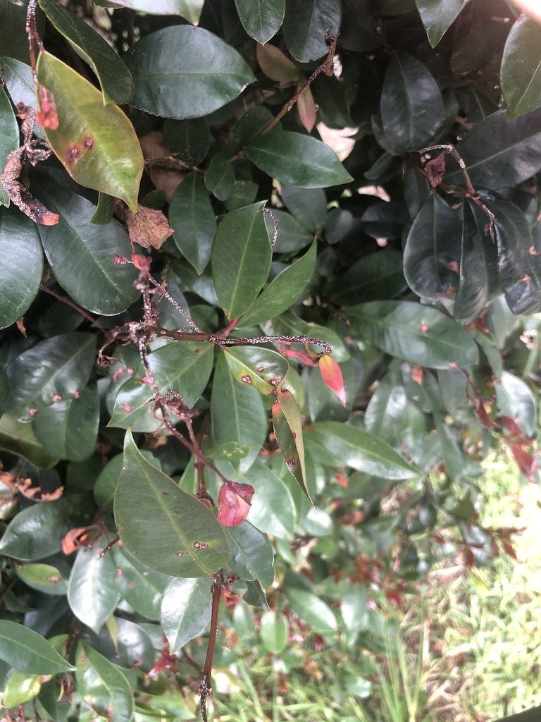 Myrtle Rust from North Island, Auckland, Auckland, NZ on November 26 ...