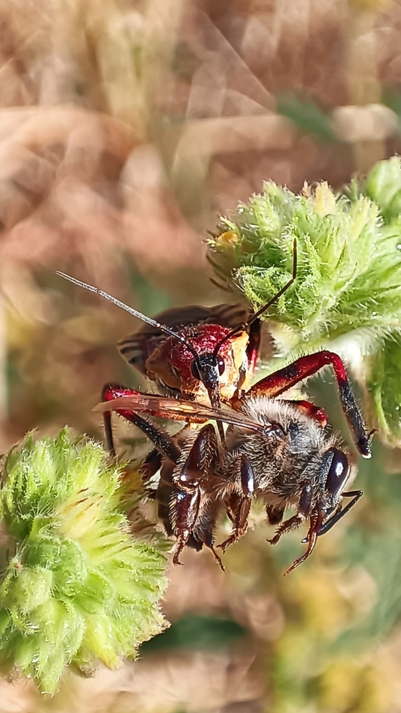 Yellow-bellied Bee Assassin from Guaymas, Sonora, Mexico on October 31 ...