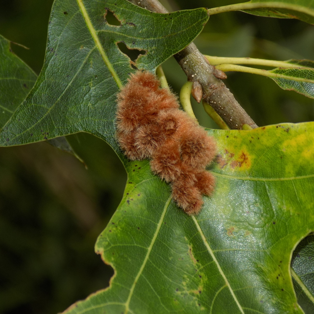 furry oak leaf gall wasp (Gall Insects of the Southern Tier of New York ...