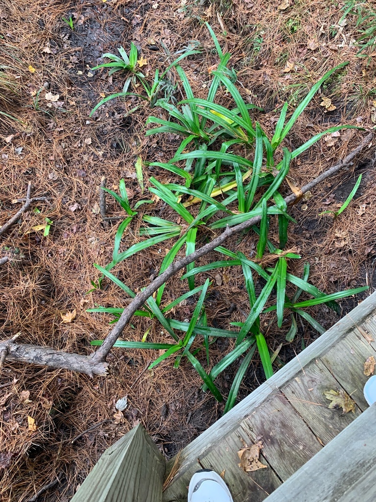 Southern Swamp Crinum from Bluffton, SC, US on November 25, 2022 at 10: ...