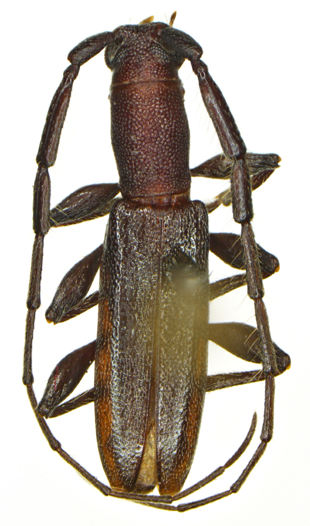 Neocompsa puncticollis from 7 mi N. Sinton, Welder Wildlife Refuge, San ...