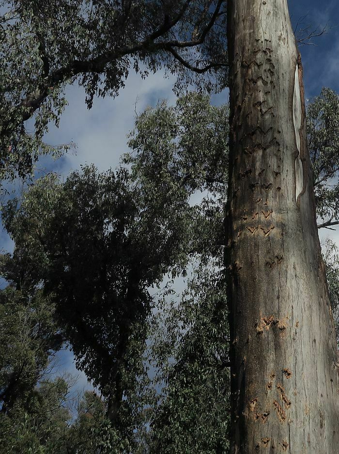 Yellow-bellied Glider in November 2022 by jackiemiles. Two heavily used ...