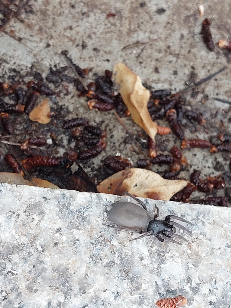 Common White-tail Spider from Glen Osmond SA 5064, Australia on ...